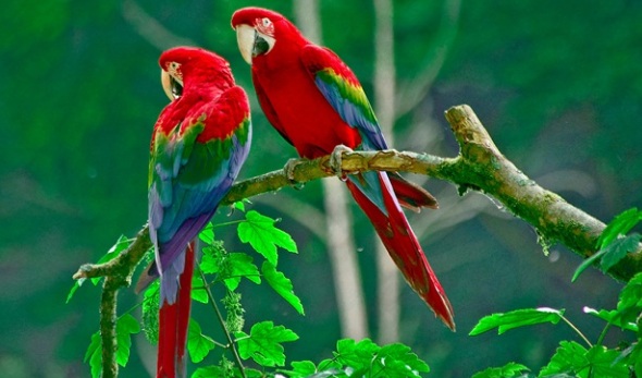 Harga Burung Macaw Terbaru November 2024 | Tanya Berita