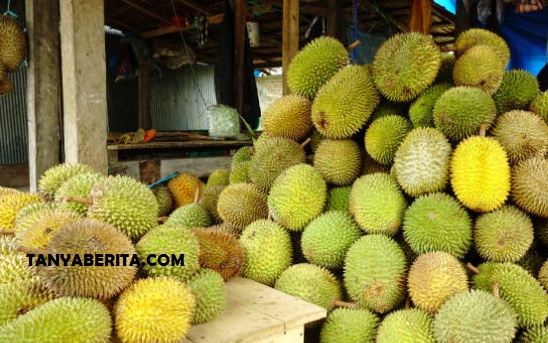 Harga Durian per Kg Terbaru Desember 2024, Jenis Musang King dan Montong Paling Diminati | Tanya ...