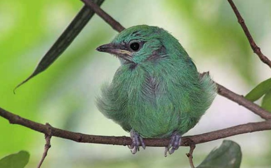 Harga Burung Cucak Ranting (Rante) Terbaru Desember 2024 | Tanya Berita