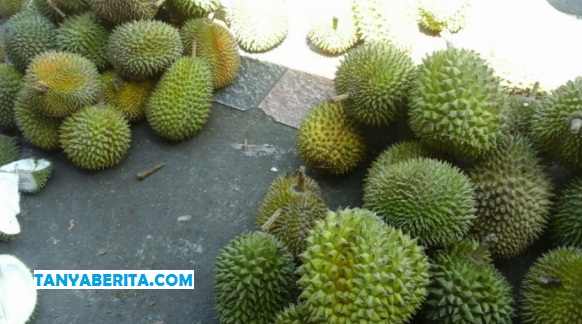 Harga Durian per Kg Terbaru Juni 2026, Jenis Musang King dan Montong ...