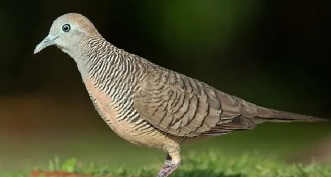 6 Cara Merawat Burung Perkutut agar Suaranya Merdu dan Menawan | Tanya ...